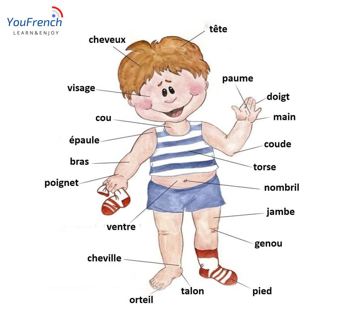Learn The Body Parts In French Listen To Audio Files To Practice